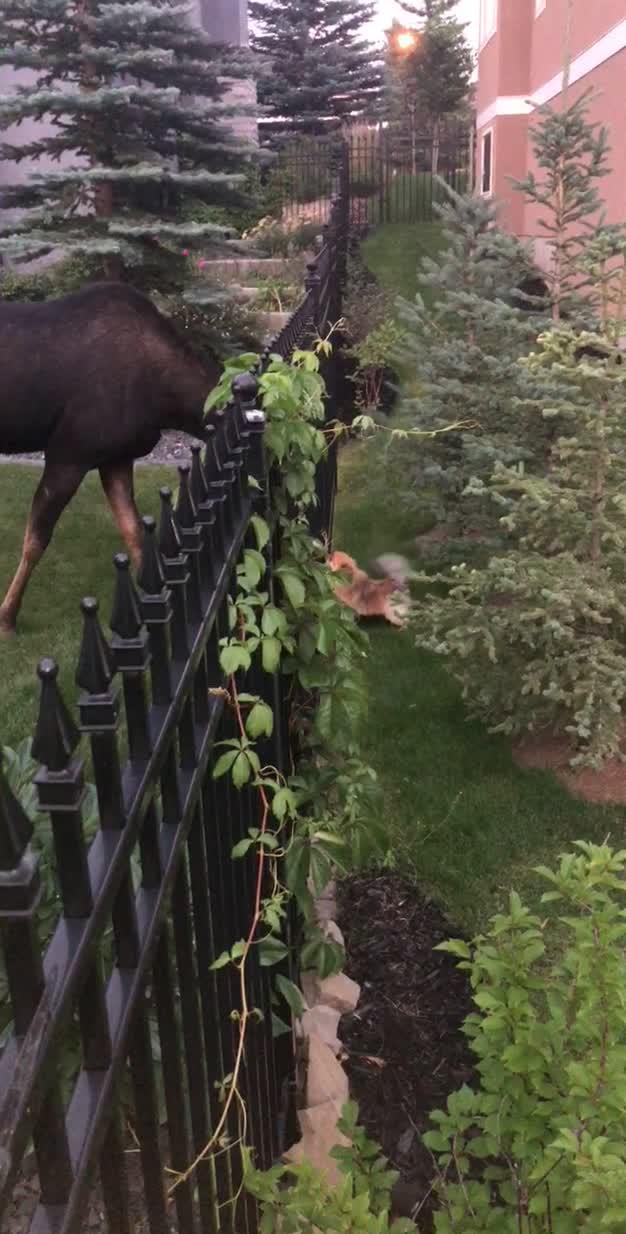 Tiny Fearless Dog Barks at Wild Moose | Jukin Licensing