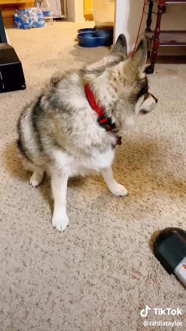 Dog Mimics Wolf Sounds Played by Digital Assistant | Jukin Licensing