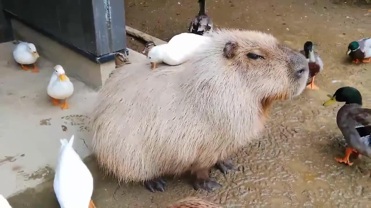 Capybara Sits Calmly as Ducks Walk on Their Back | Jukin Licensing