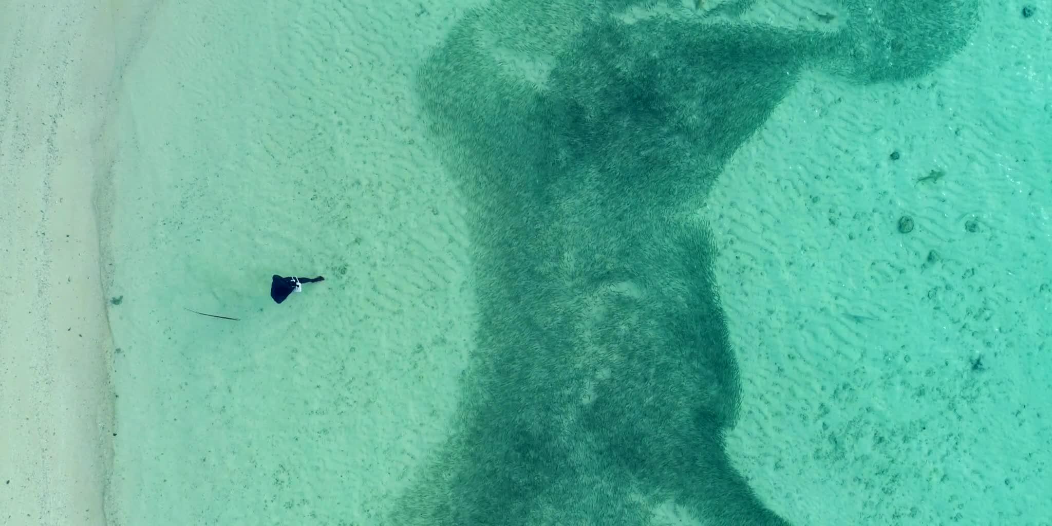 School of Koi Fish Follow Keeper During Feeding Time | Jukin Media Inc