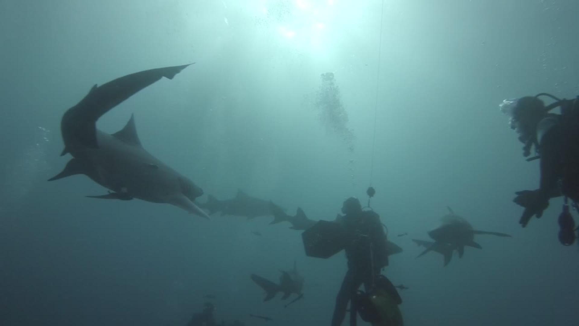 Shark Hugs Scuba Diver | Jukin Licensing