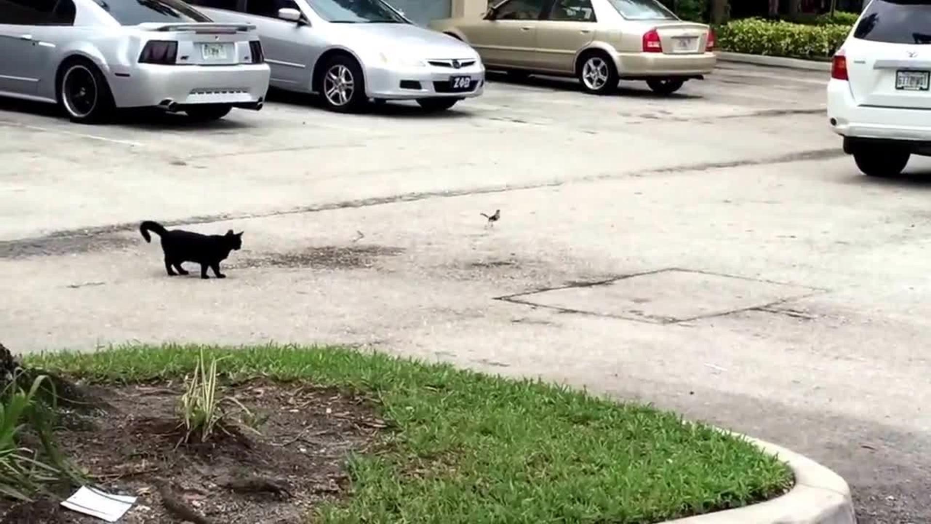 Tiny Bird Attacks Black Cat from Above | Jukin Licensing