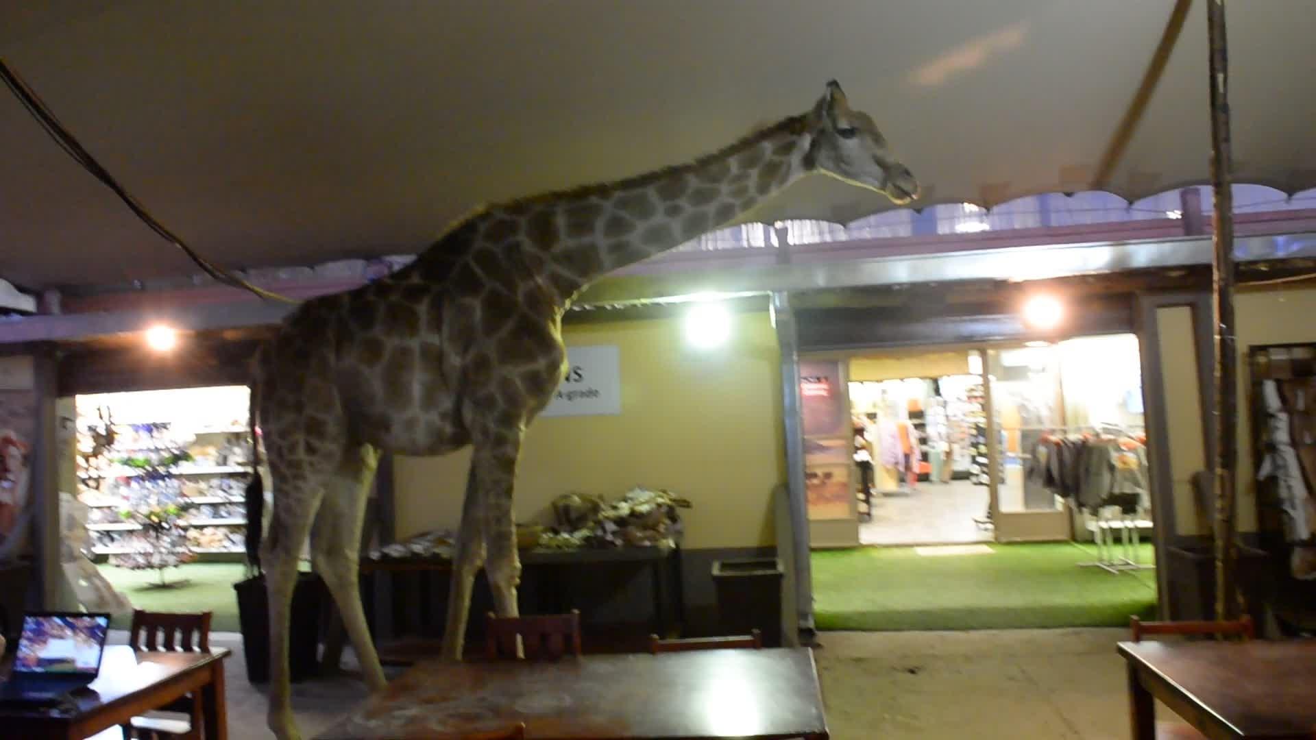 Giraffe Walks Through Restaurant | Jukin Licensing