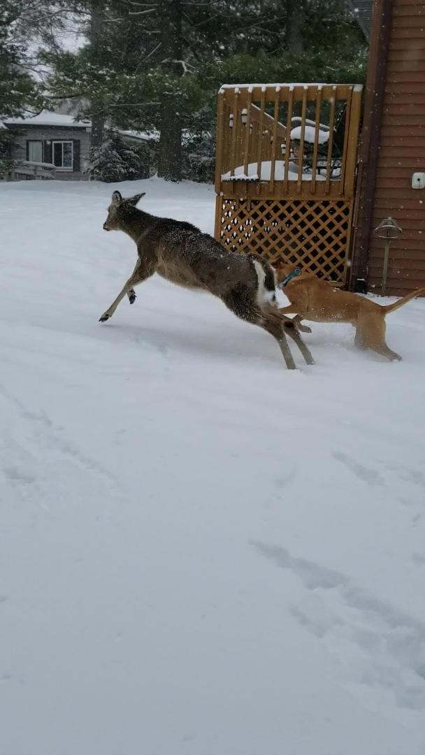Dog and Baby Deer Play Together in the Backyard | Jukin Media Inc