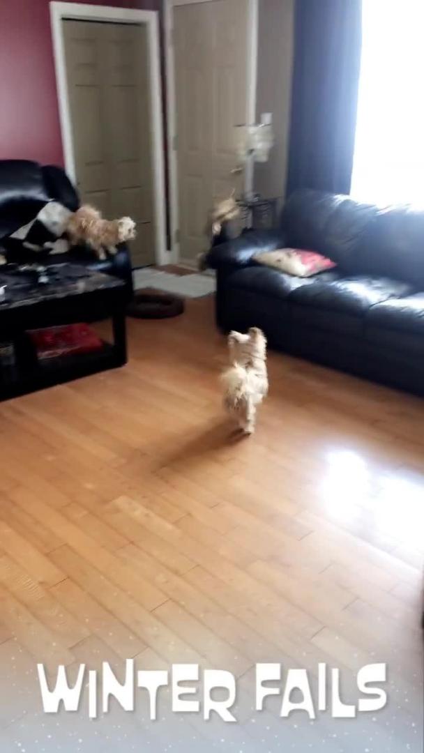 Dog Collides into Couch After Doing Backflip | Jukin Licensing