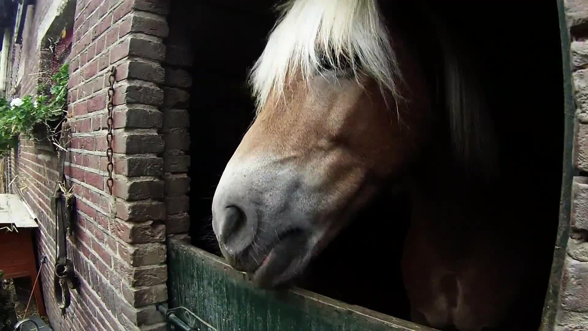 Best Armpit Fart Sounds | Jukin Media Inc