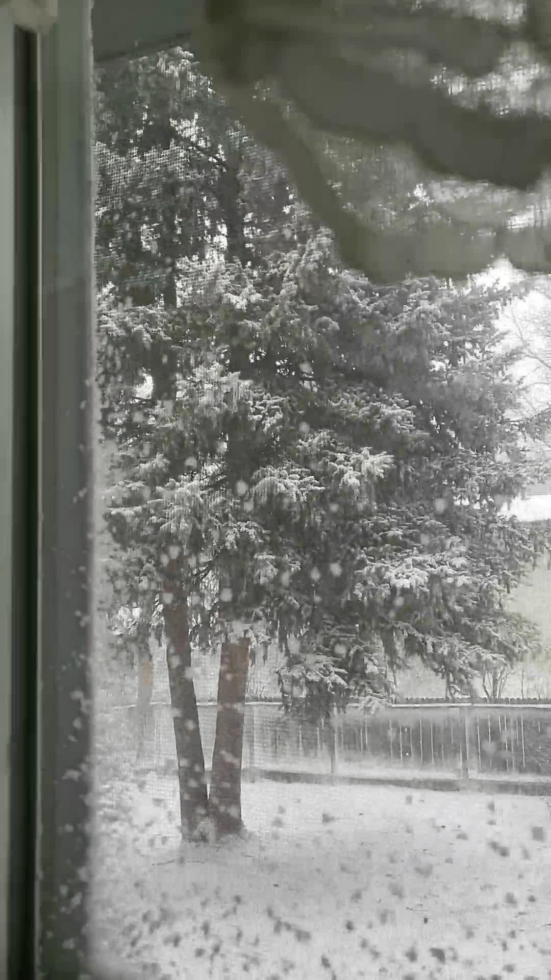 Backyard Tree Falls and Crashes Into Window During Blizzard | Jukin ...