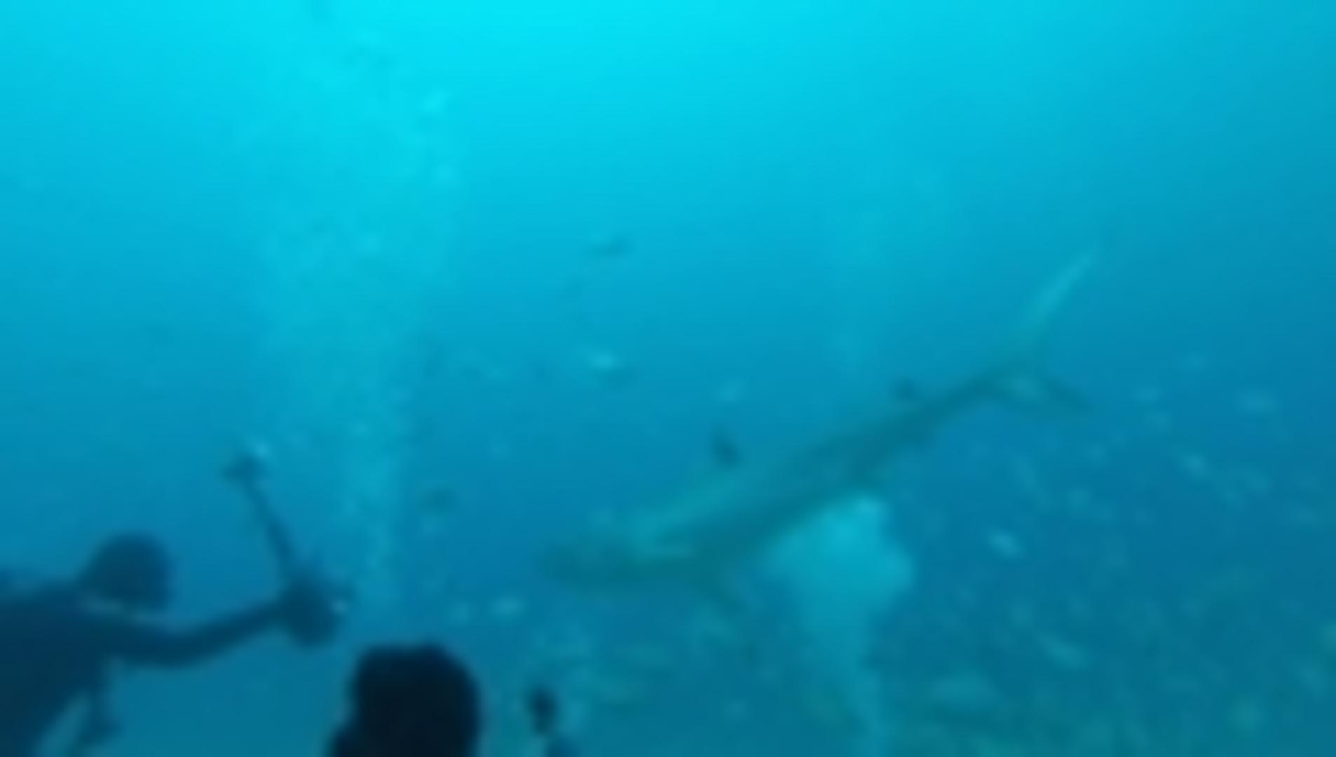 GoPro Attacked by Tiger Shark | Jukin Media Inc