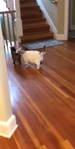 Fat Cat Rolls into Other Cat While Play Fighting | Jukin Licensing