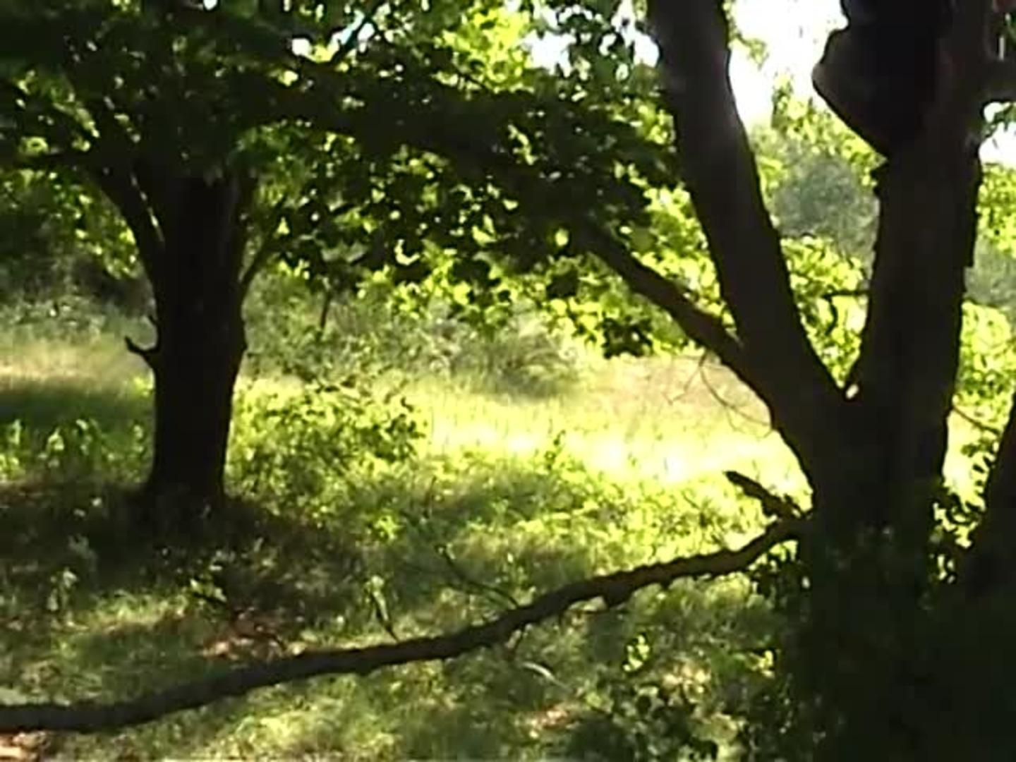 Trampoline Jump into Tree Fail | Jukin Licensing
