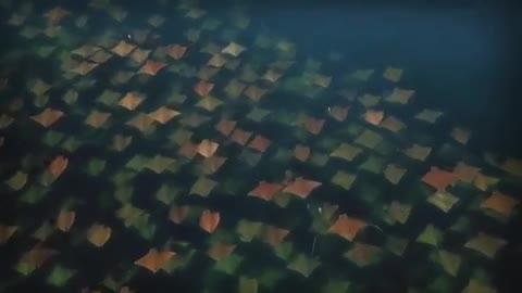 Massive Group of Stingrays Migrate Across Ocean | Jukin Licensing