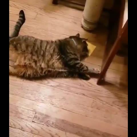 Cat Gets Cheese Thrown in His Face and Licks It | Jukin Media Inc