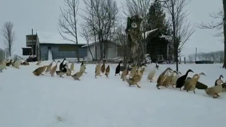 Huge Crowd of Ducks March Through Snow Together | Jukin Licensing