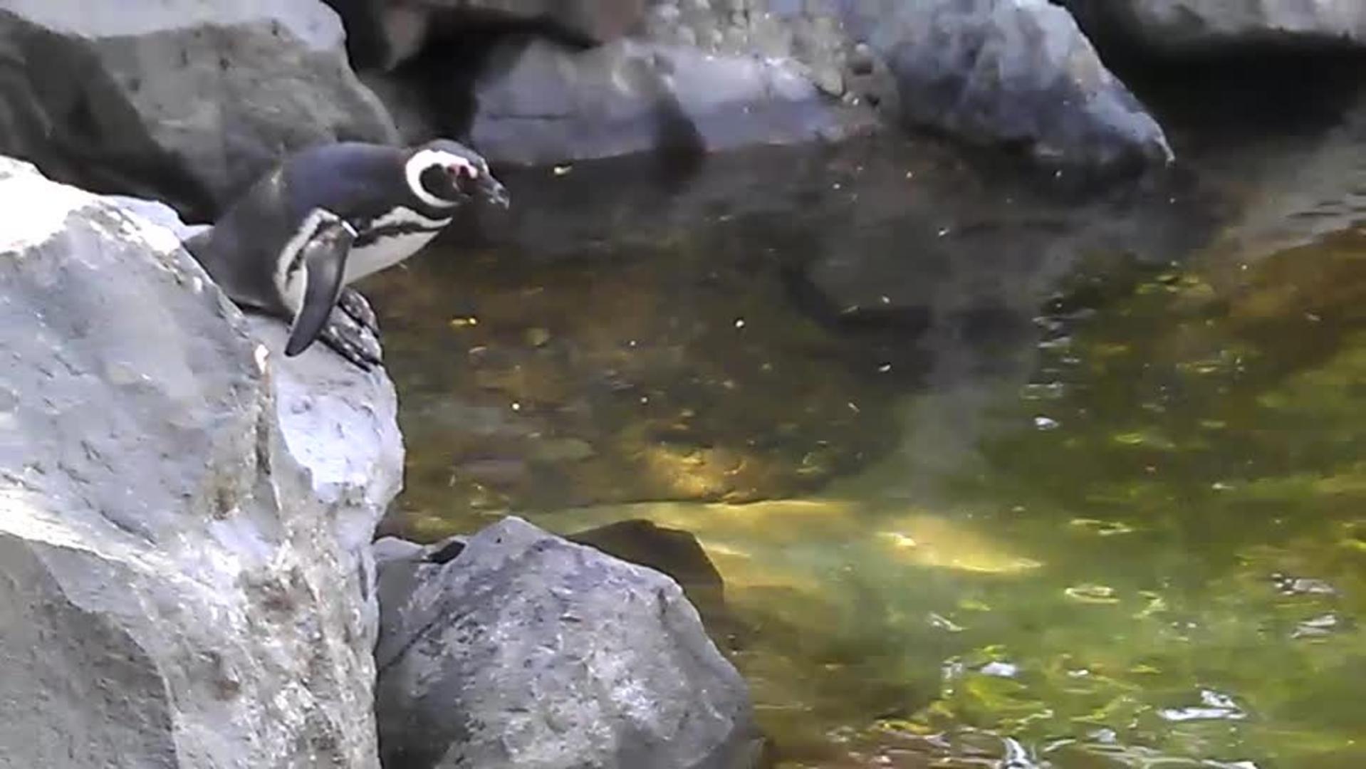 Penguin Falls off Rock into Water | Jukin Licensing