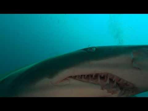 Scuba Diver Holds Shark Upside Down Under Water | Jukin Media Inc