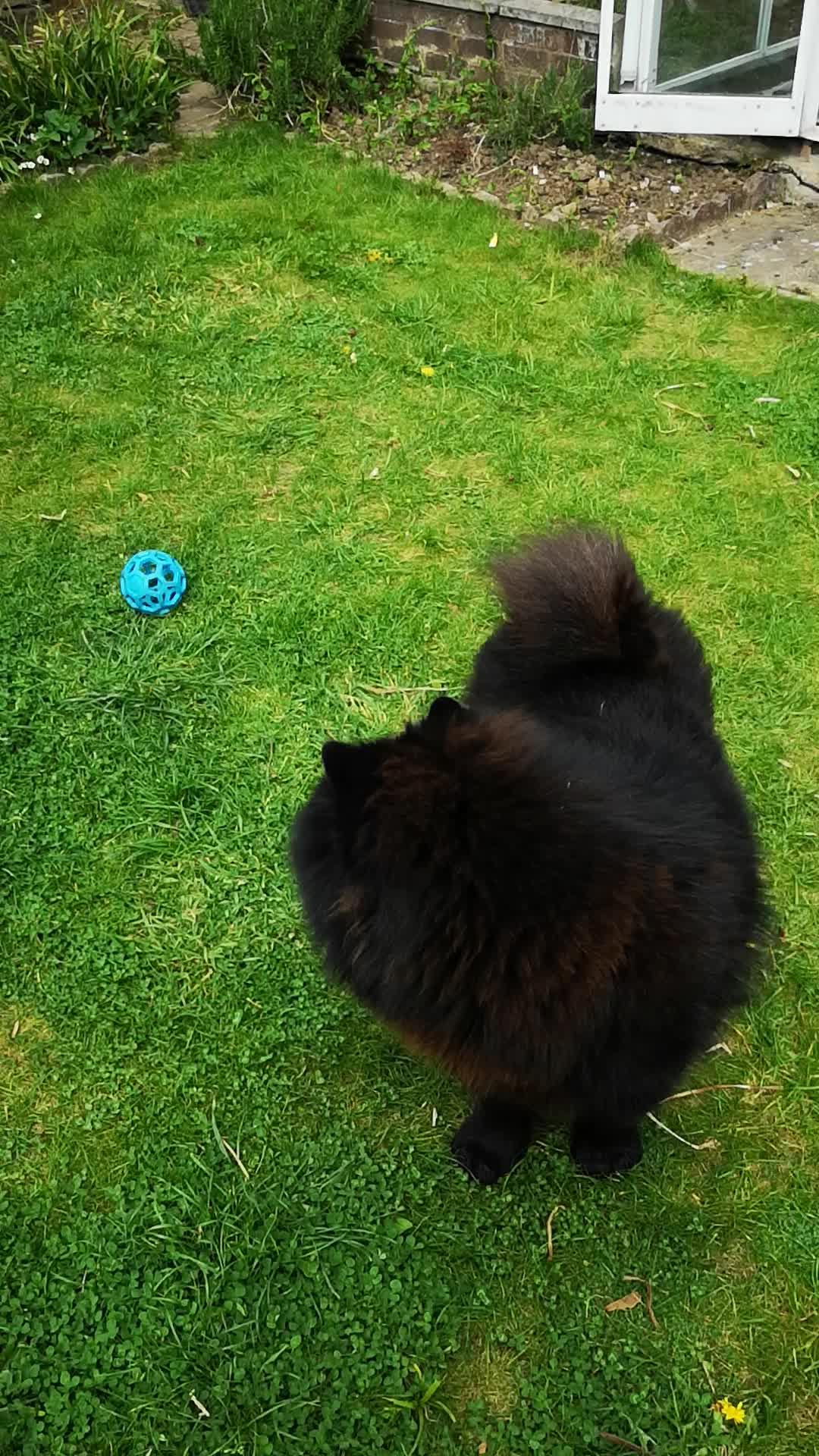 Dog Flops on Grass When Asked to Play Fetch | Jukin Licensing