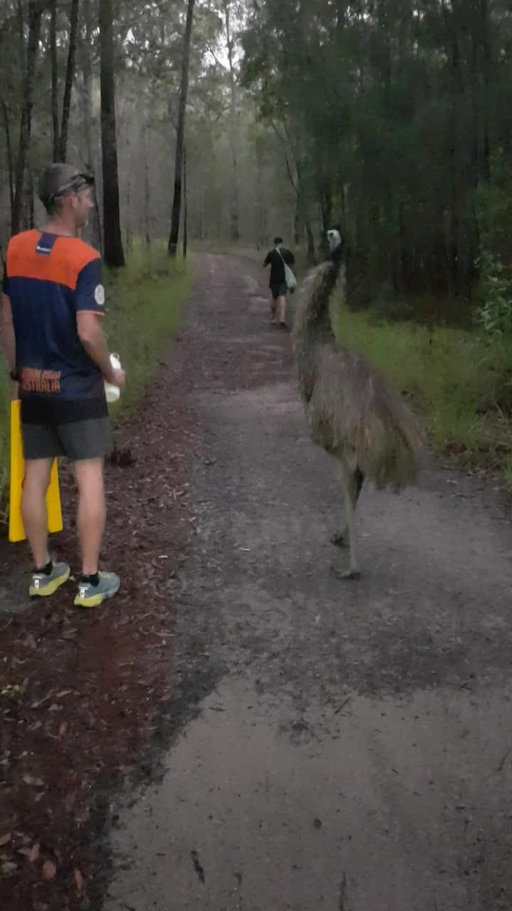 Emu Walks With Man in Park | Jukin Licensing
