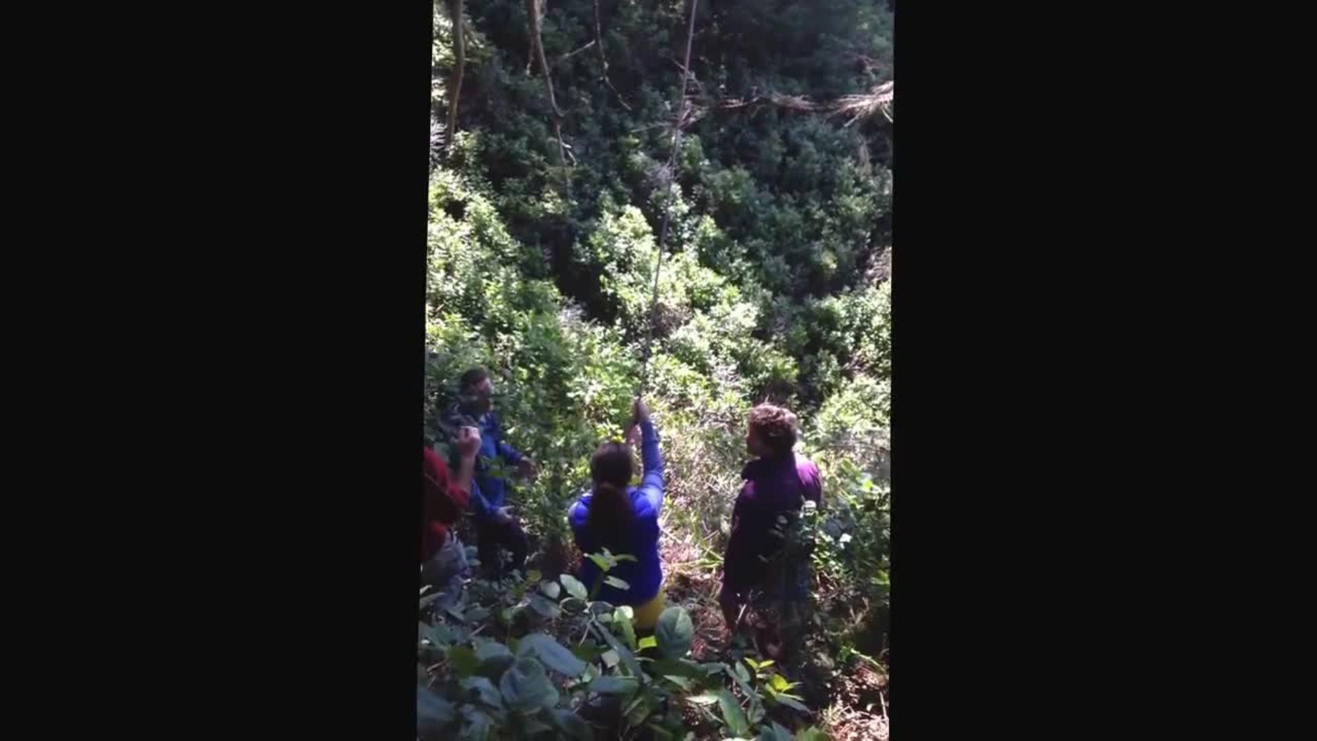 Forest Rope Swing Falls and Disappears in Bushes | Jukin Licensing