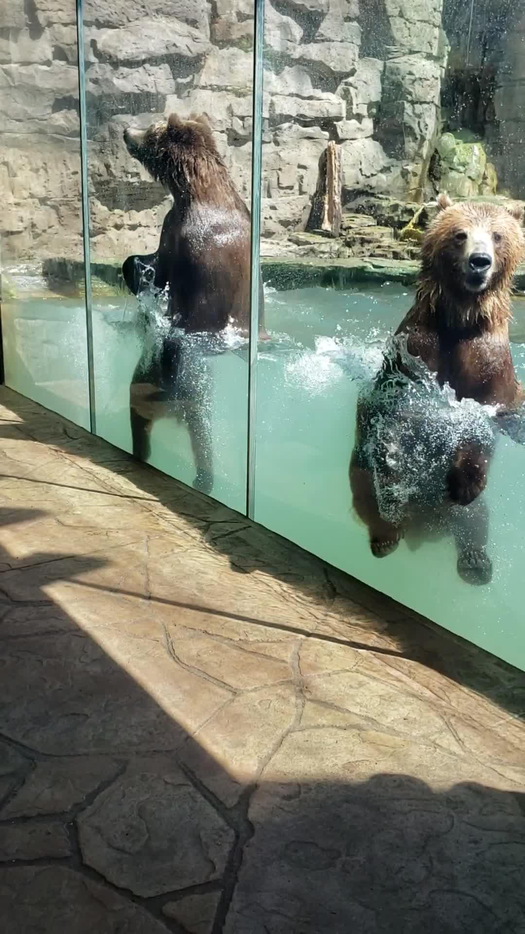 Dancing Bear in Pool at Zoo Mimics Girl Jumping | Jukin Media Inc