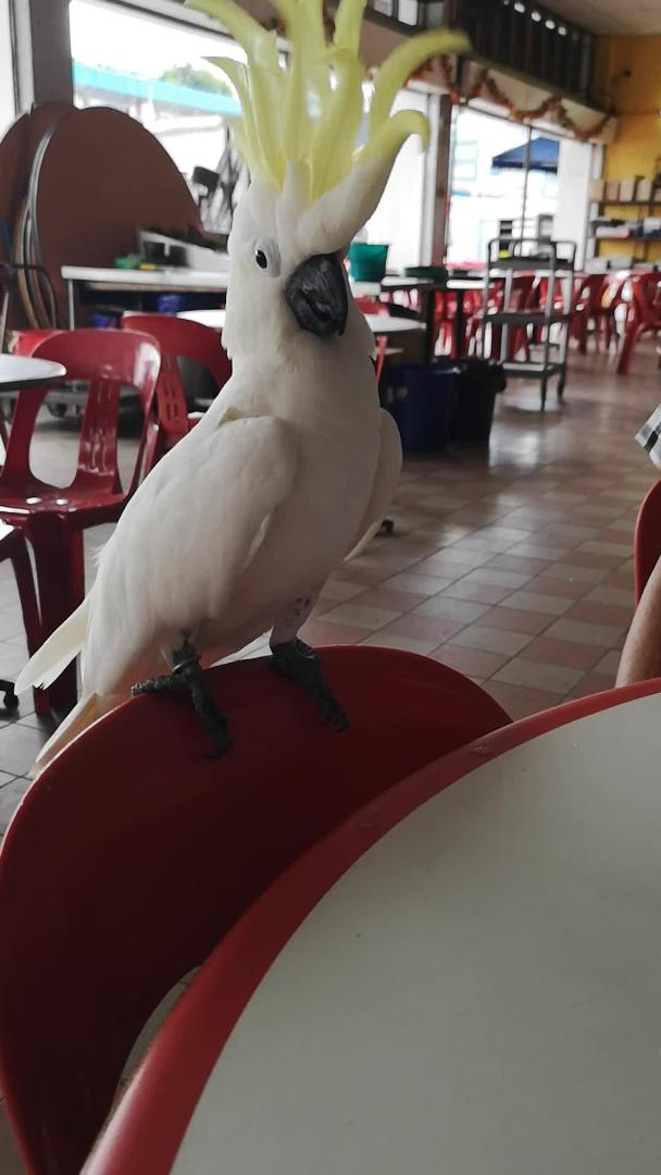 Excited Bird Does a Funny Head Shake | Jukin Licensing