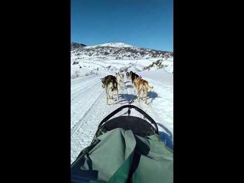 Dog Humps Girl Sledding | Jukin Media Inc