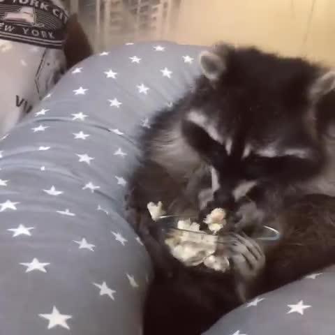 Raccoon Eats Potato Chips Sitting on Chair | Jukin Media Inc