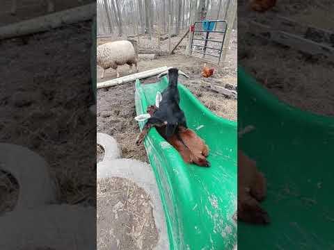 Two Baby Goats Fall Down Slide Together | Jukin Licensing