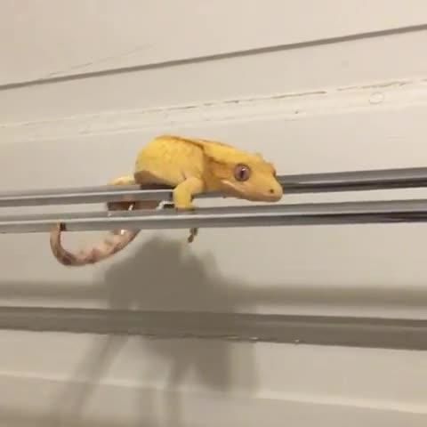 Crested Gecko Slips and Slides on Towel Rack | Jukin Licensing