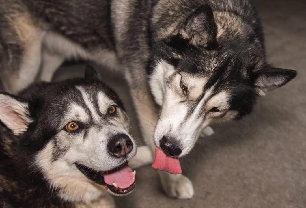 Husky Excited to Play With Best Friend | Jukin Licensing