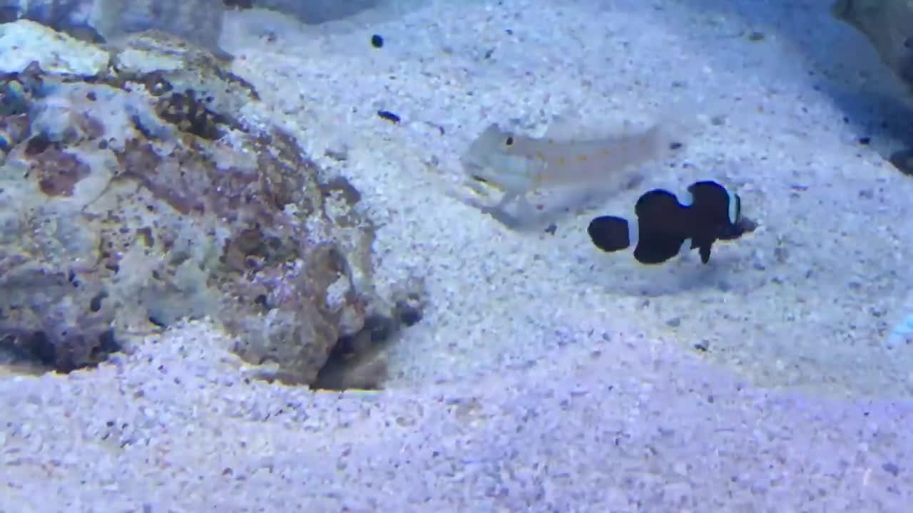 Two Fish Fight by Spitting Sand on Each Other | Jukin Media Inc