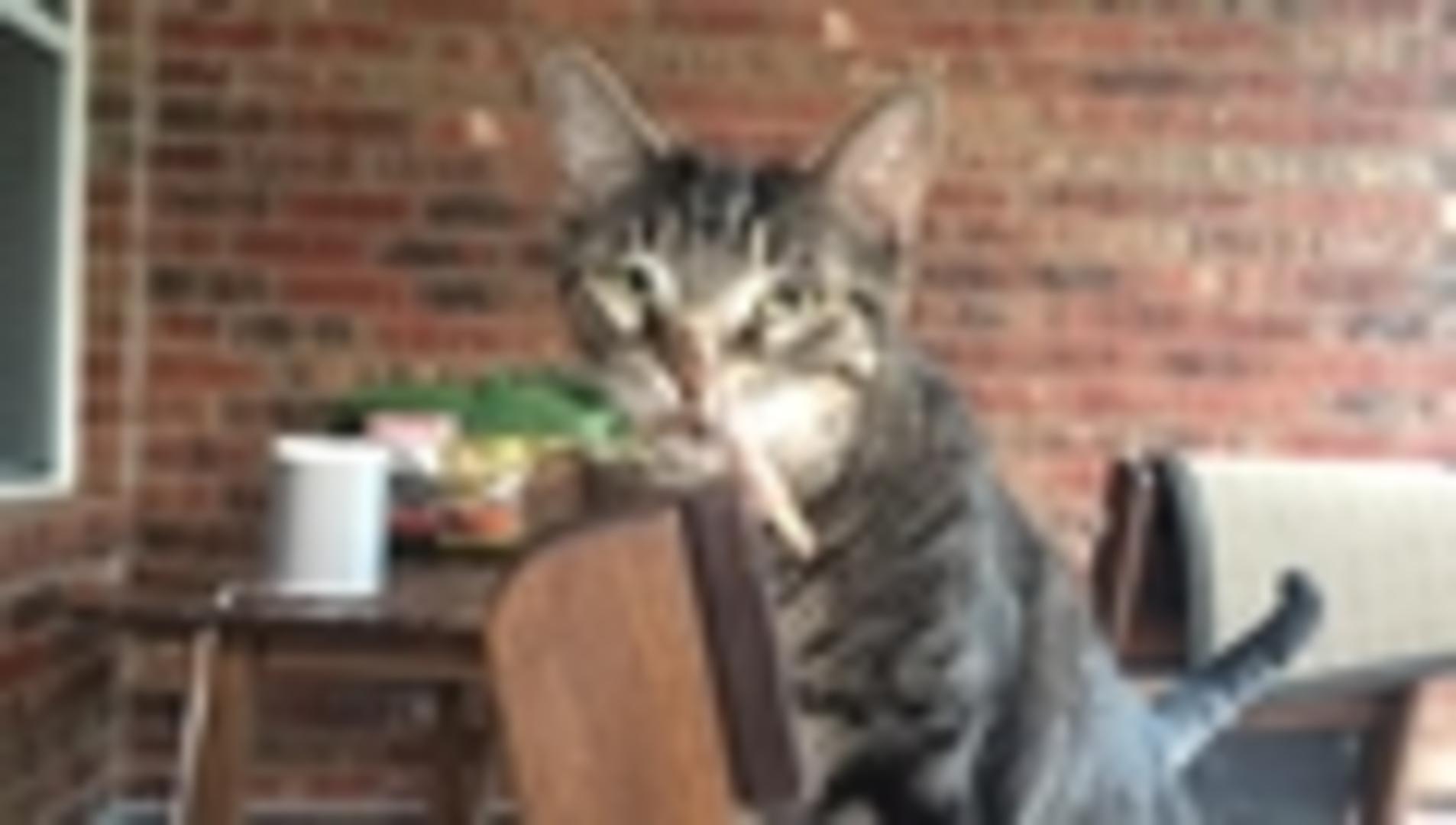 Cat vs. Praying Mantis | Jukin Licensing