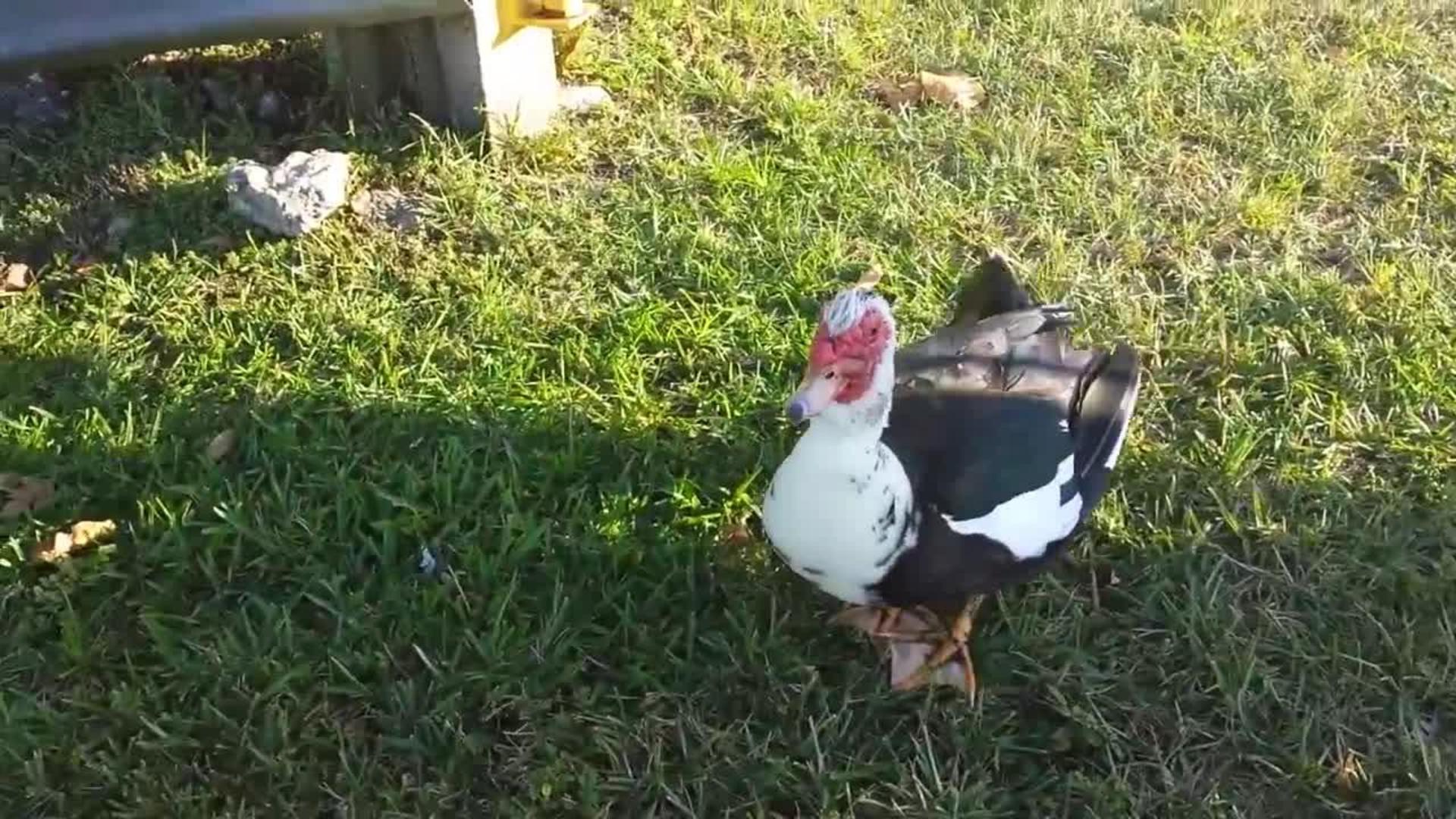Duck Attacks Fisherman Cameraman | Jukin Licensing