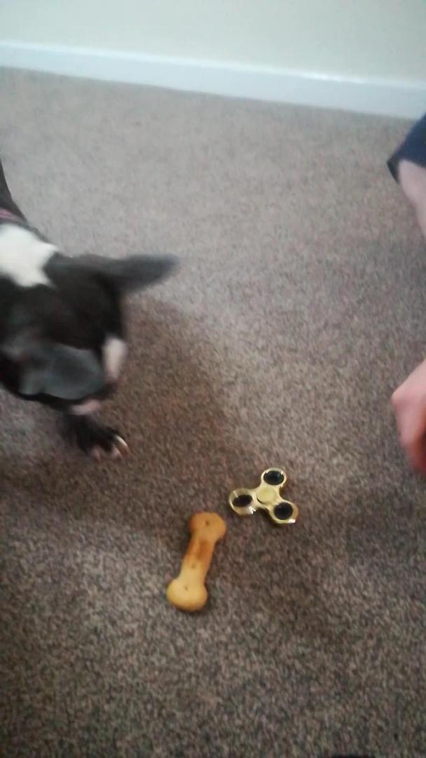 French Bulldog Afraid of Fidget Spinner | Jukin Licensing