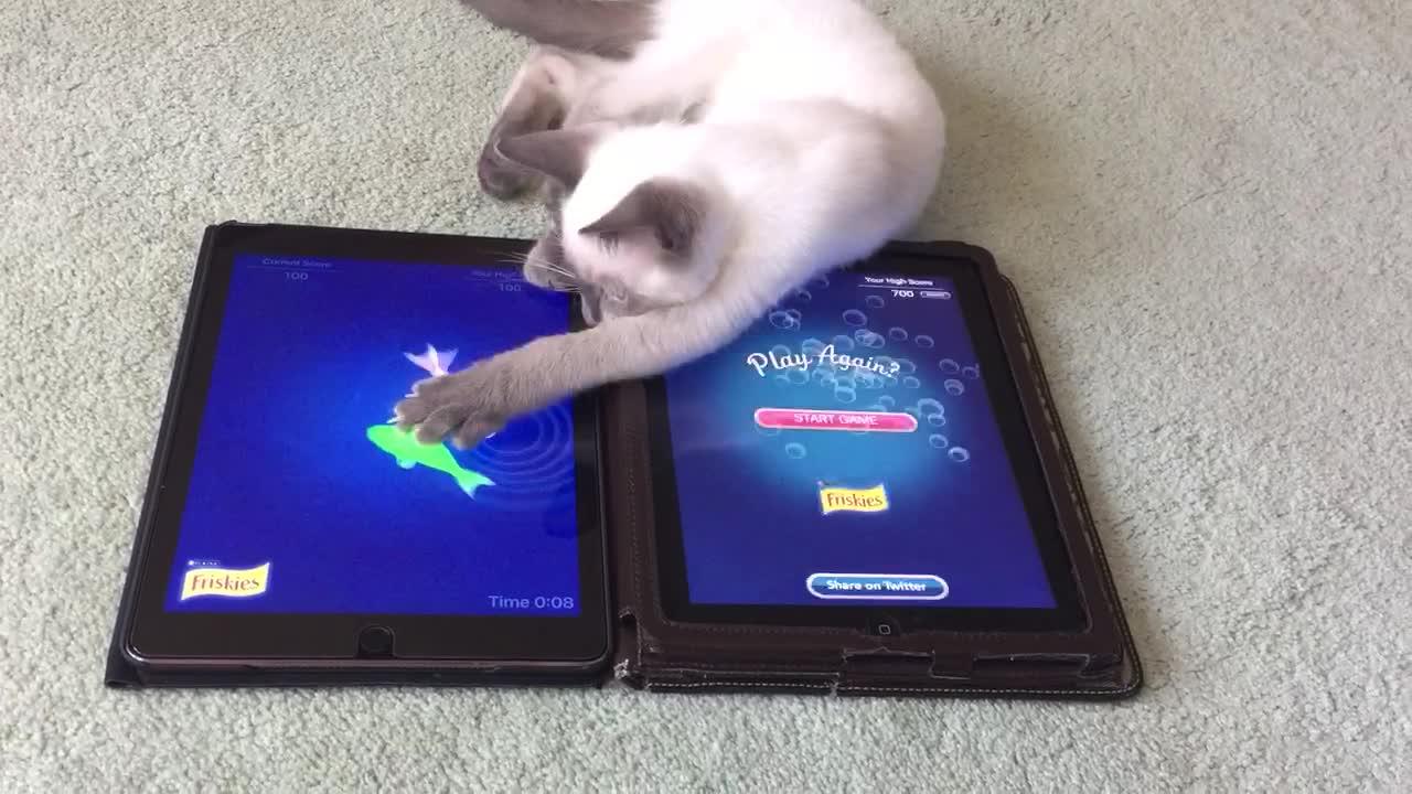 Siamese Kitten Plays with Fish Simulation Tablet Game | Jukin Licensing