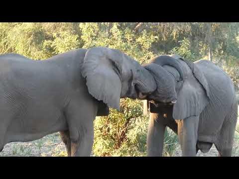 Two Elephants Hug Each Other with Trunks | Jukin Licensing