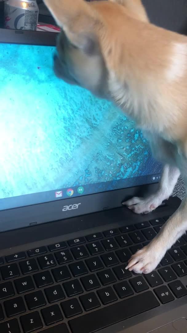 Chihuahua Chases Moving Mouse Cursor on Laptop Screen | Jukin Licensing