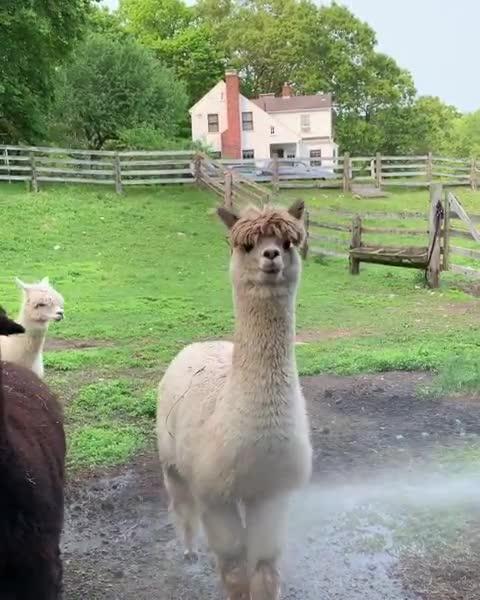 Alpaca Lifts Front Legs While Getting a Bath With Hose | Jukin Licensing
