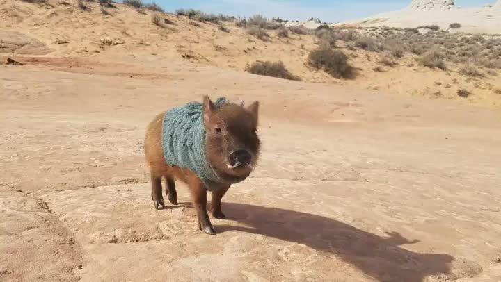 Little Pig in a Sweater Strolls Around in Arizona Desert | Jukin Licensing