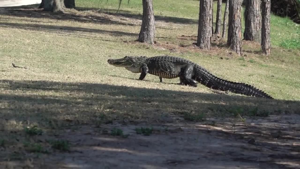 Mother Alligator Moves Her 16 Babies | Jukin Media Inc