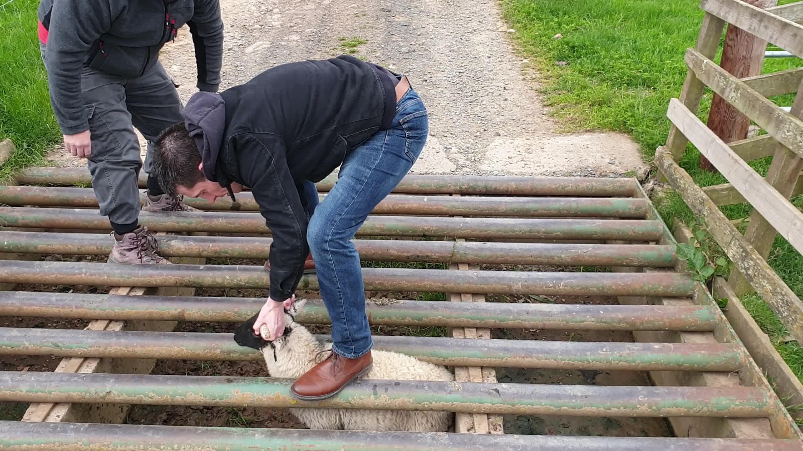 Two Guys Rescue Lamb Trapped in Sewer Grate | Jukin Licensing
