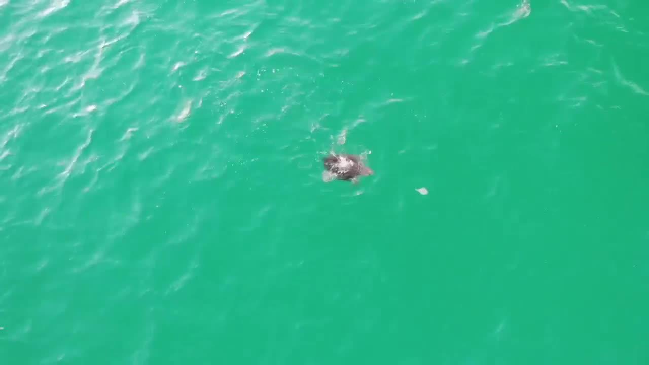 Sea Turtle Chases Pufferfish in Water Near Pensacola Beach in Florida ...
