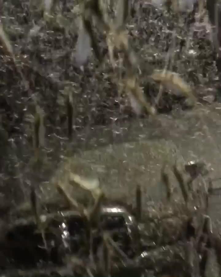 Swarm of Mayflies Invade Parking Lot | Jukin Licensing