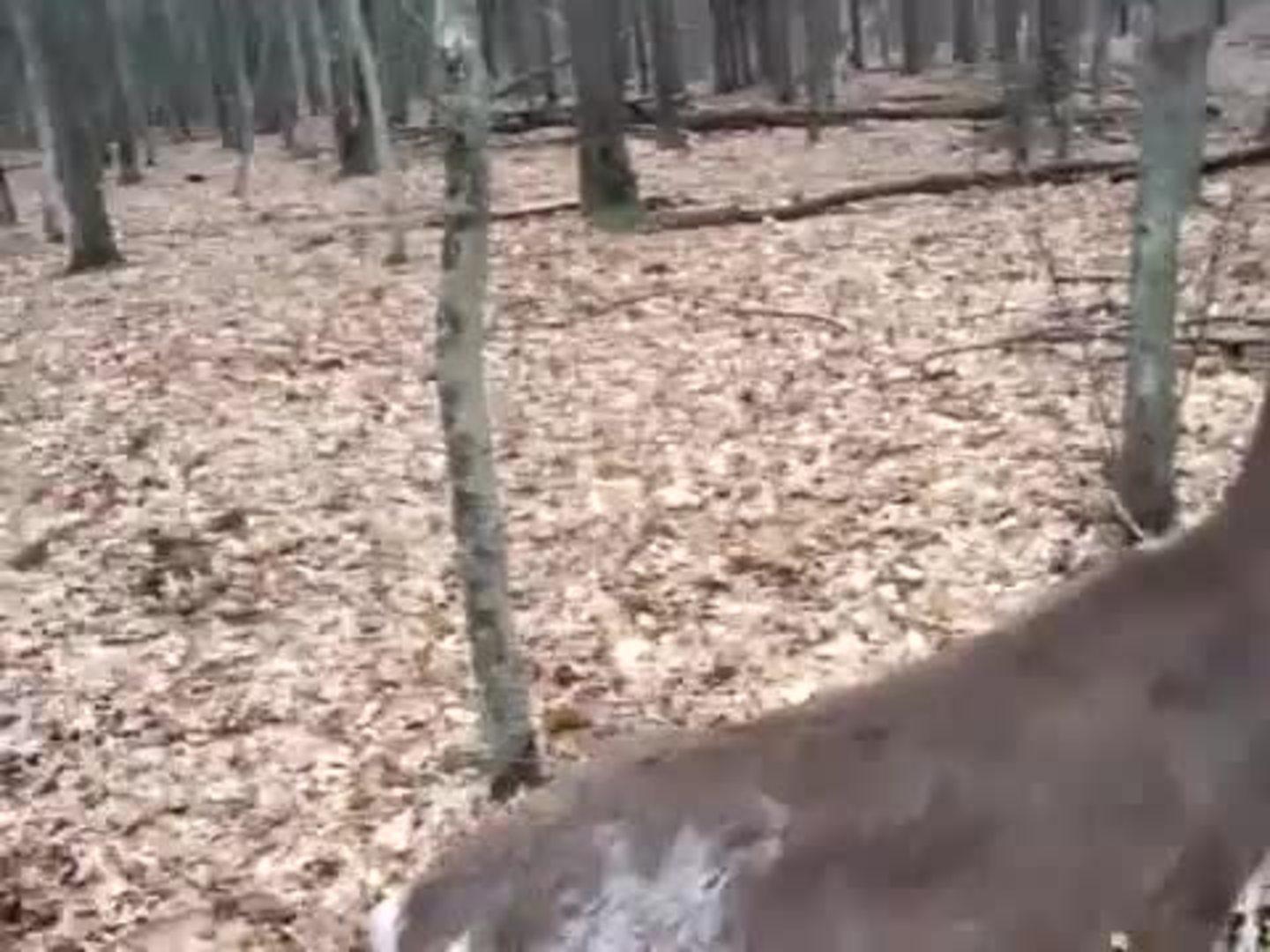 Male Deer Mounts and Tries to Hump Bewildered Teen | Jukin Licensing