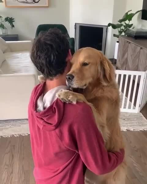 Golden Retriever Just Wants to Give Hugs | Jukin Media Inc
