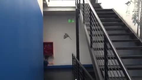 Guy Tries Backflip Off Stair Railing and Fails | Jukin Licensing