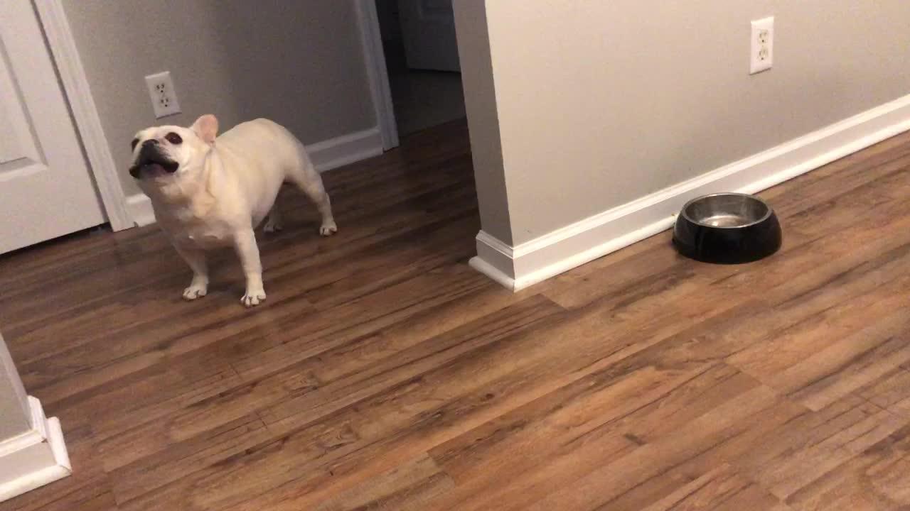 Angry French Bulldog on Diet Throws Tantrums for Not Getting Food ...