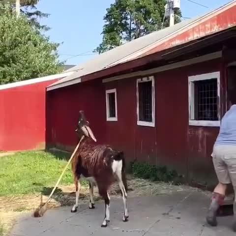 Goat Funnily Helps Owner in Sweeping Ground With Broom | Jukin Licensing
