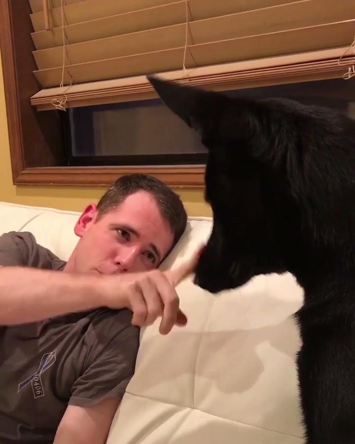 Dog Slaps Owner's Face | Jukin Licensing