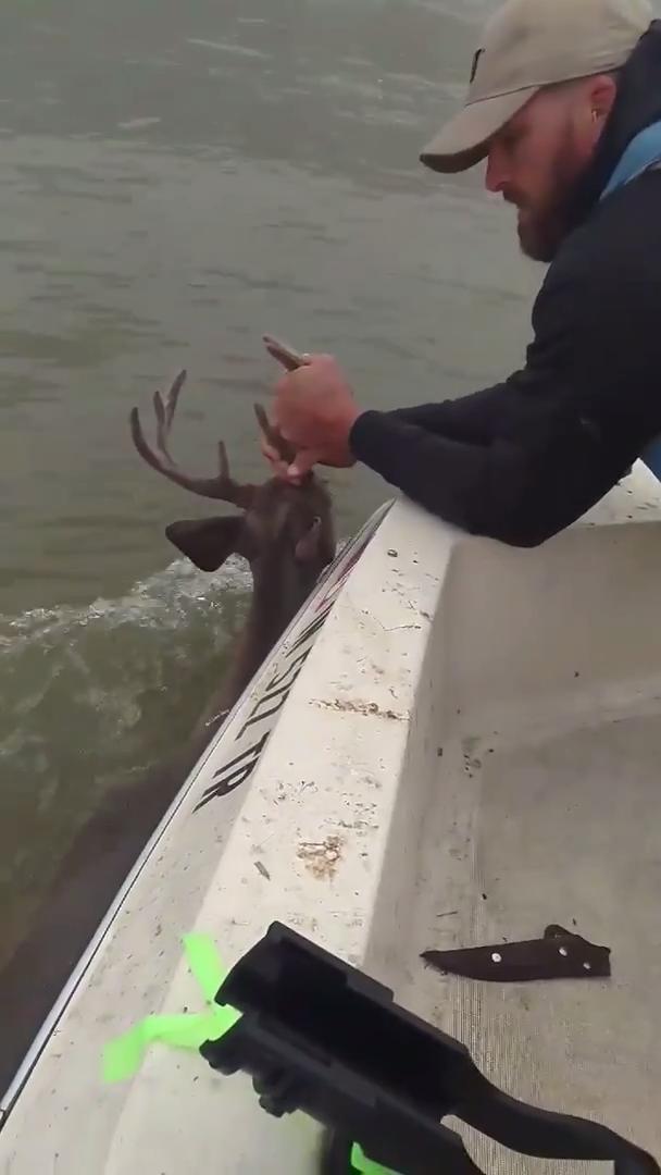 Fishermen Save Drowning Buck and Take Him to Riverside Using Boat ...