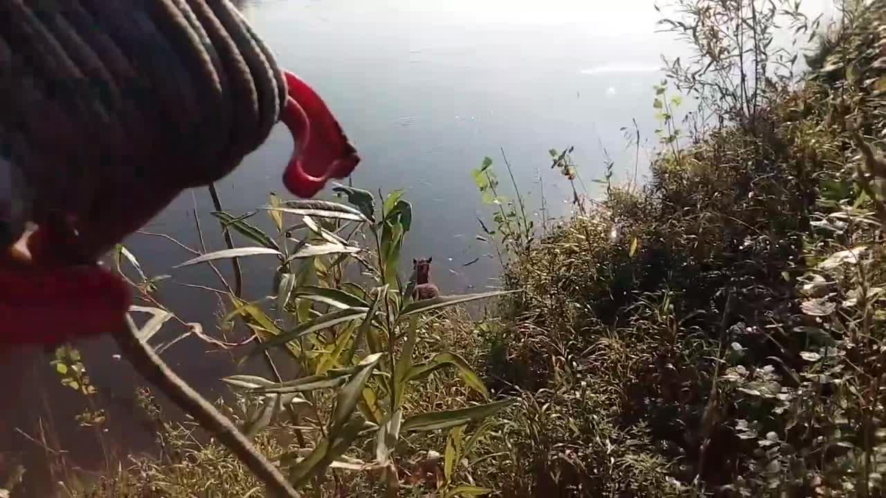 Man Rushes With Rope in Hand to Help Foal Stuck in Water | Jukin Licensing